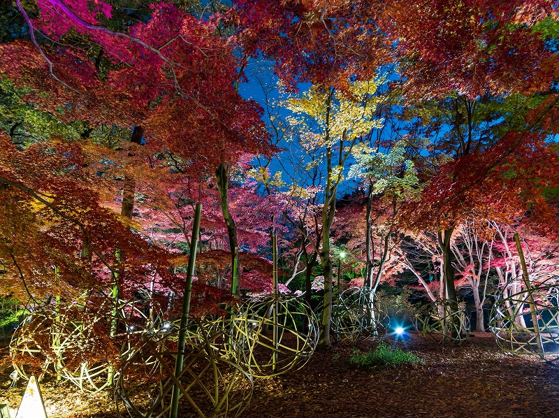 カエデの種類がとても豊富な珍景スポット！“紅葉見ナイト”で撮影 | CAPA CAMERA WEB