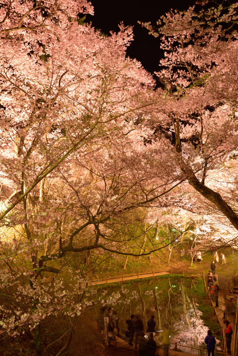 天下第一の桜と称される高遠城址公園 | CAPA CAMERA WEB