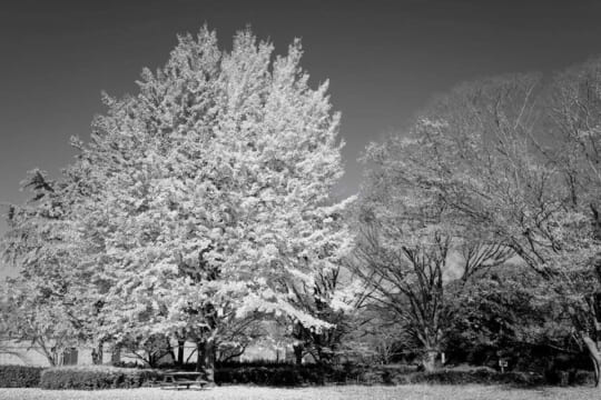 見慣れた風景がまるで異世界に！ KANIの赤外線撮影用フィルター「IR580 / IR720 / IR850」 | CAPA CAMERA WEB