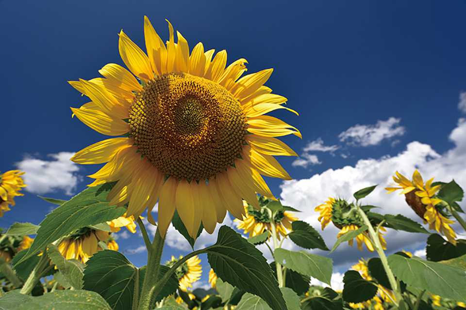夏といえばやっぱりこの花！ ヒマワリの撮影テクニック3選 | CAPA CAMERA WEB