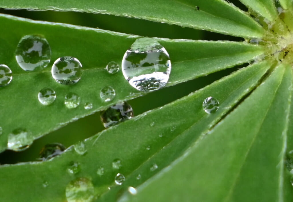 近接撮影に強いニコンの超広角ズームを実写チェック！ NIKKOR Z DX 12-28mm f/3.5-5.6 PZ VR | CAPA CAMERA WEB