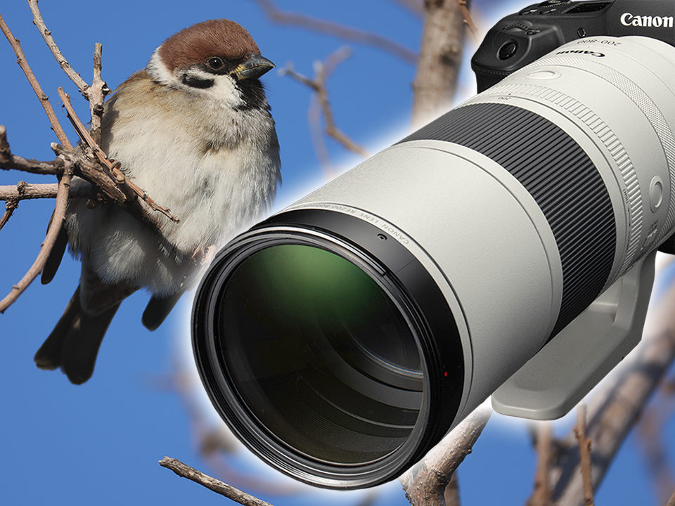 キヤノン RF200-800mm F6.3-9 IS USM 実写チェック！ テレコンなしで800mmまでカバー | CAPA CAMERA WEB