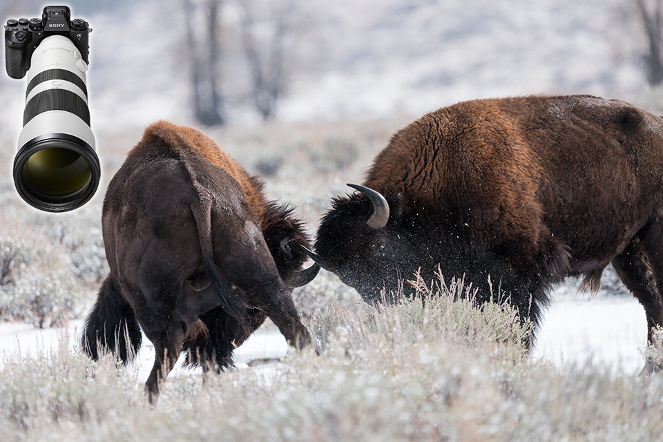 これが800mmズームの描写力だ！ ソニー FE 400-800mm F6.3-8 G OSS ワイルドライフ撮れたてレビュー | CAPA CAMERA WEB