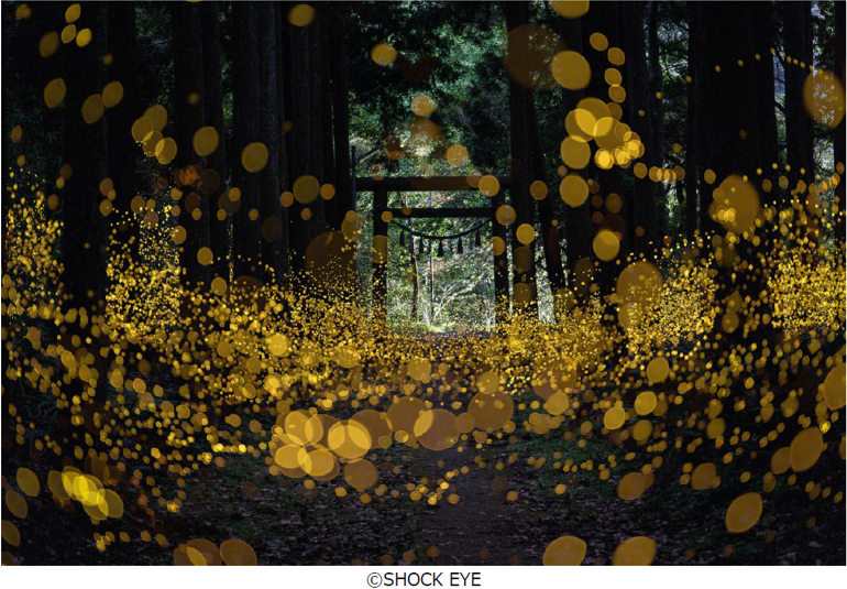 SHOCK EYE写真展「和景讃歌」へ行こう｜トラベル | 推し活マガジン | つなげーと